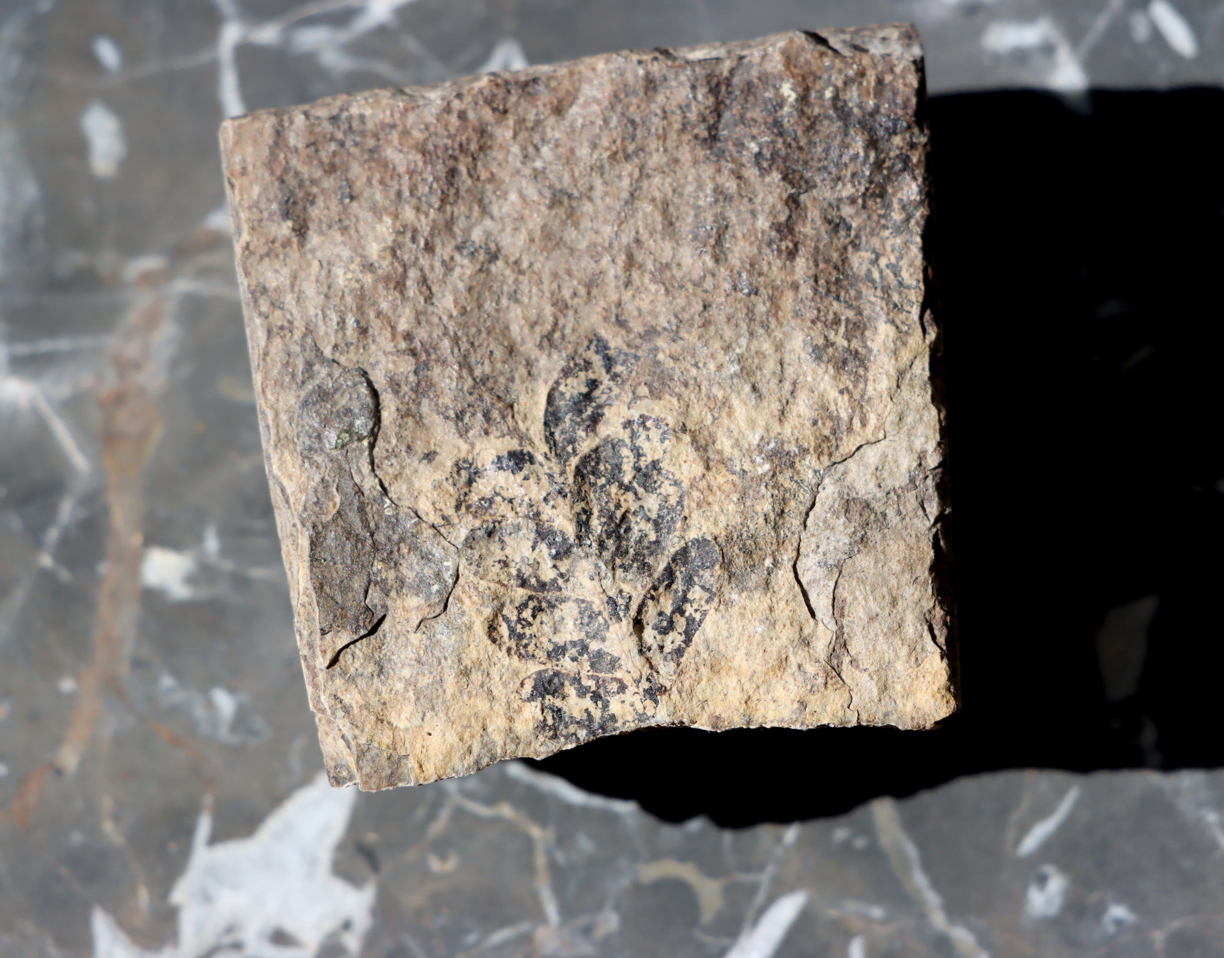 Kapraďosemenná Autunia | zkamenělý otisk | Boskovická brázda – Supreme ...